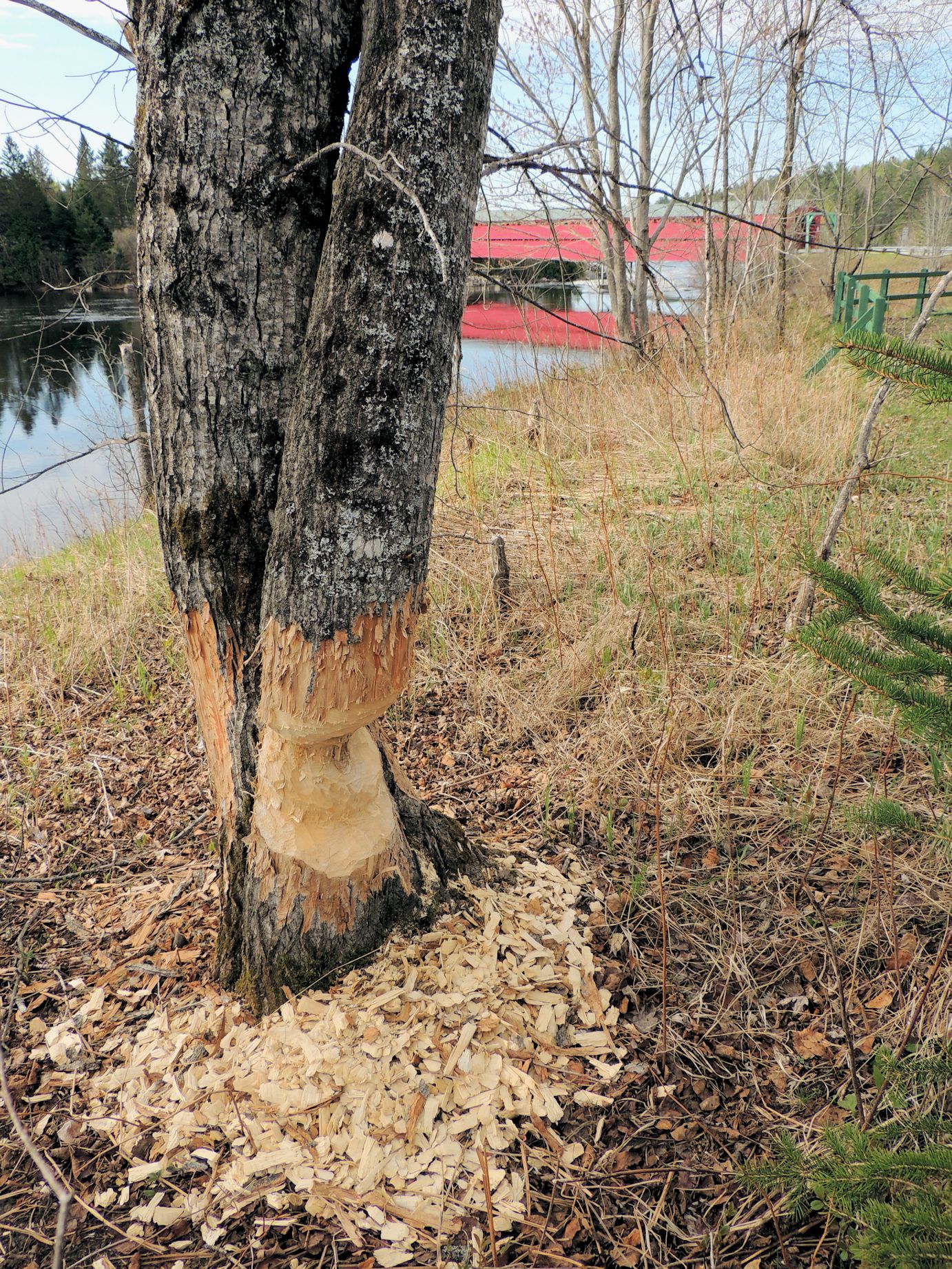 Grand-Remous : fin de la tournée de l’Outaouais | Les ponts couverts au ...